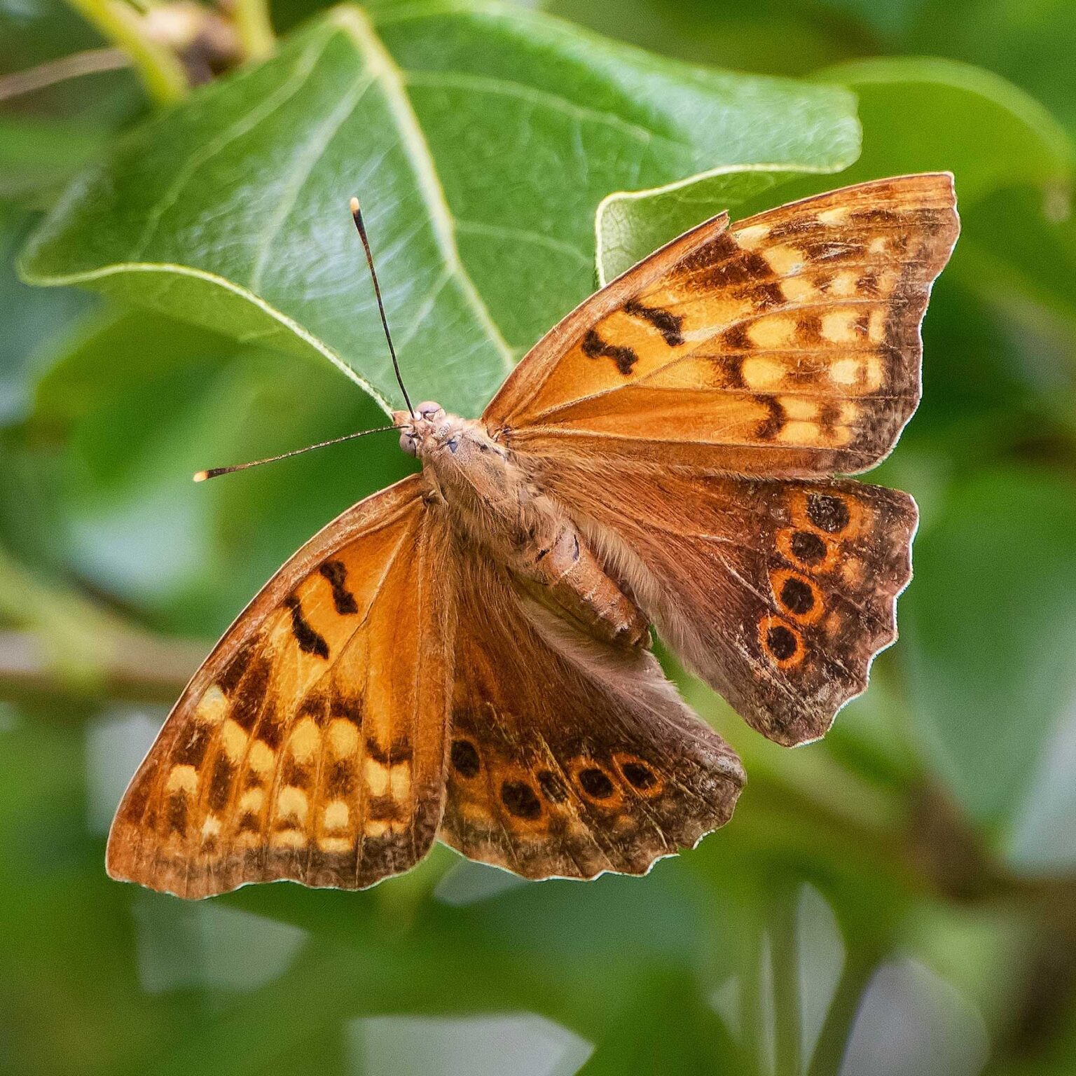 The Best Native Host Plants for Butterflies