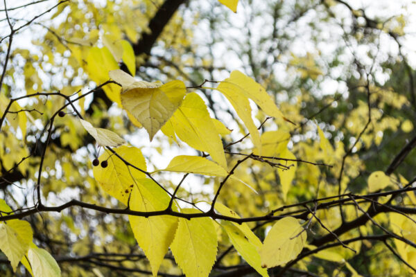 Native Hackberry Trees - A Beginner's Guide - The Plant Native