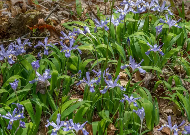 Discover Native Irises: Region-by-Region Selections
