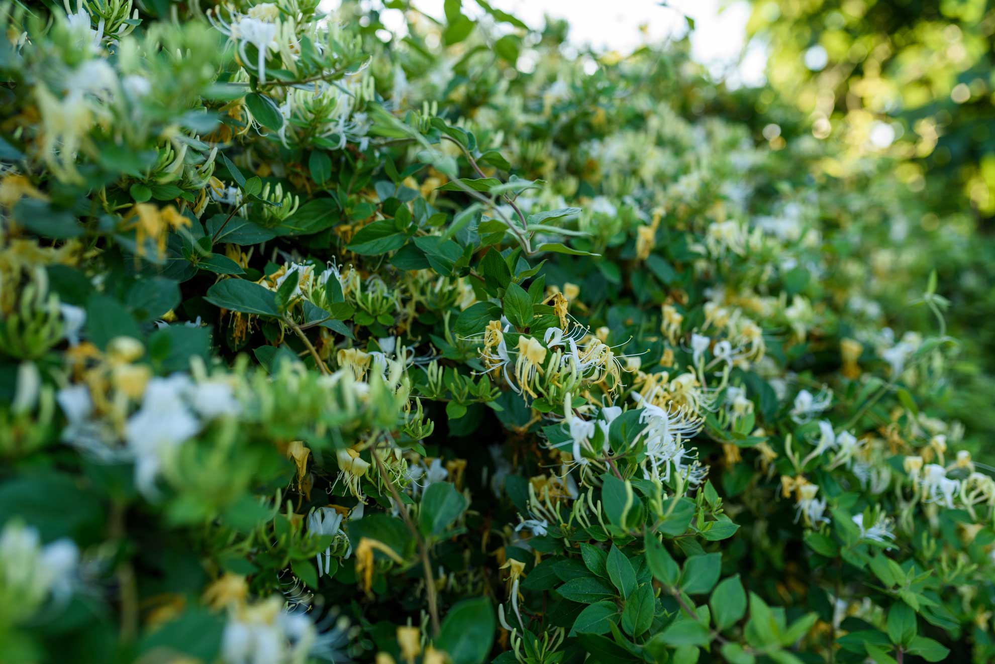 Mandarin Honeysuckle Invasive | The Hardy Honeysuckle Vines – CBAH