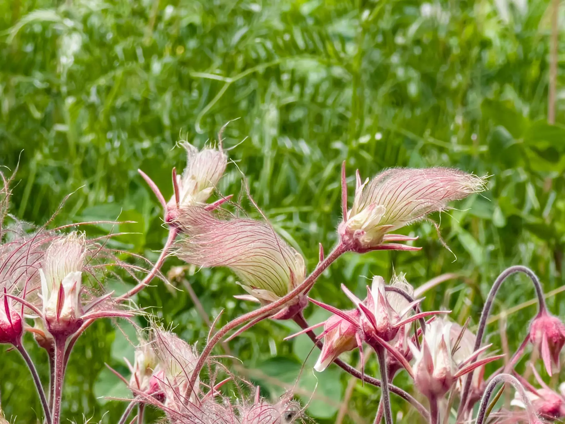 A Beginner's Guide to Prairie Smoke - The Plant Native