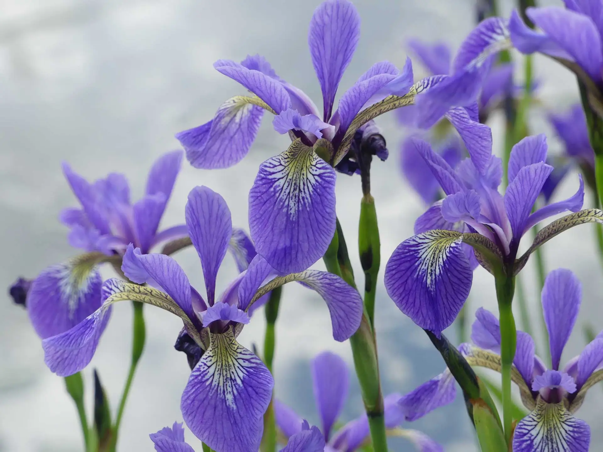 A Beginner's Guide to Native Iris - The Plant Native