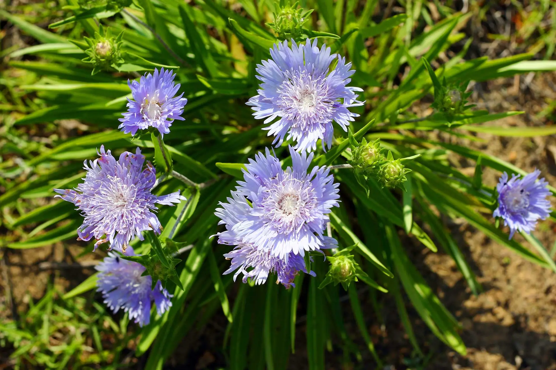 How to Plant Stokes Aster - The Plant Native