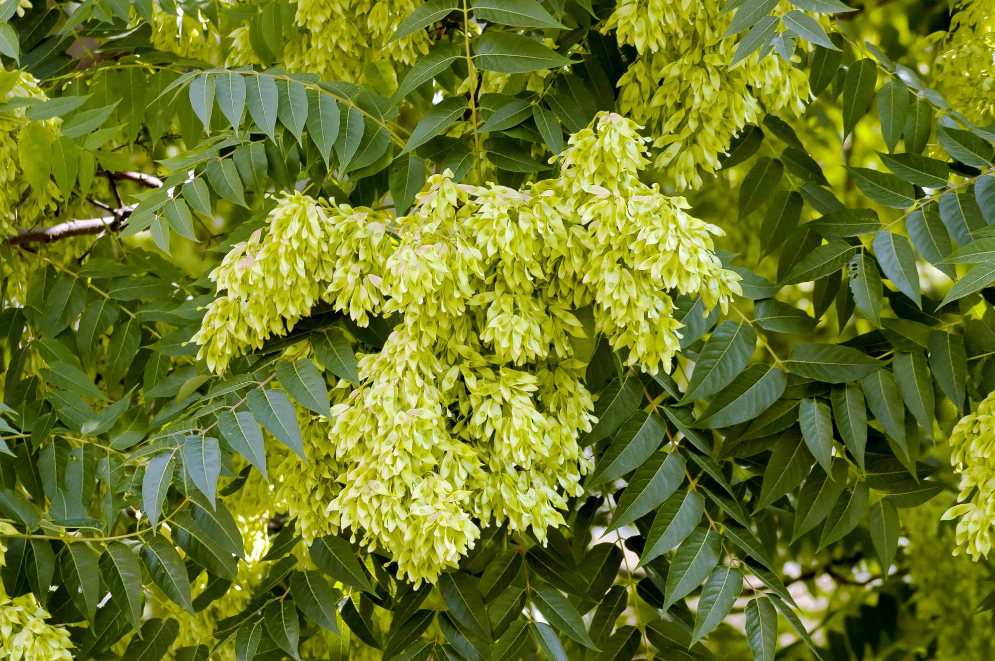 What are the most common invasive species? - The Plant Native