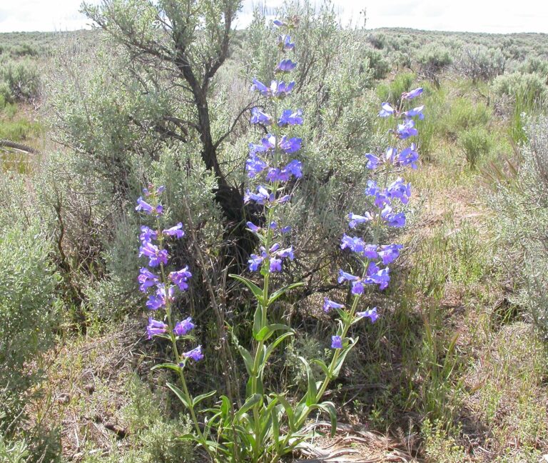 A Guide to Native Penstemons - The Plant Native