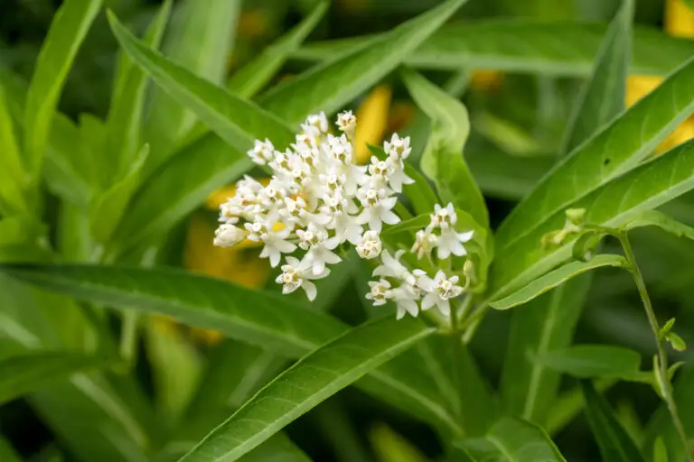 Swamp Milkweed - The Plant Native