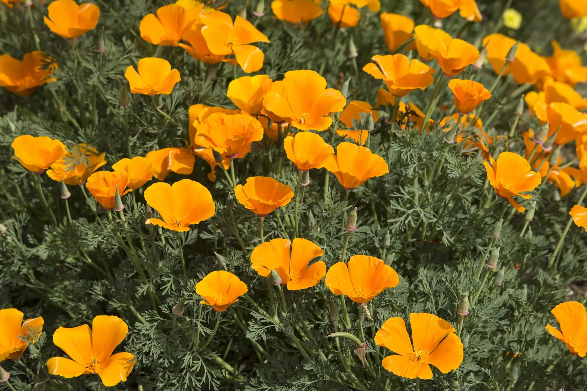 A Beginners Guide To California Poppies The Plant Native