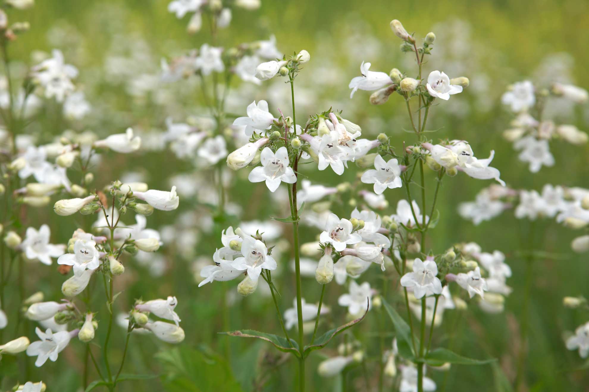 A Guide to Native Penstemons - The Plant Native