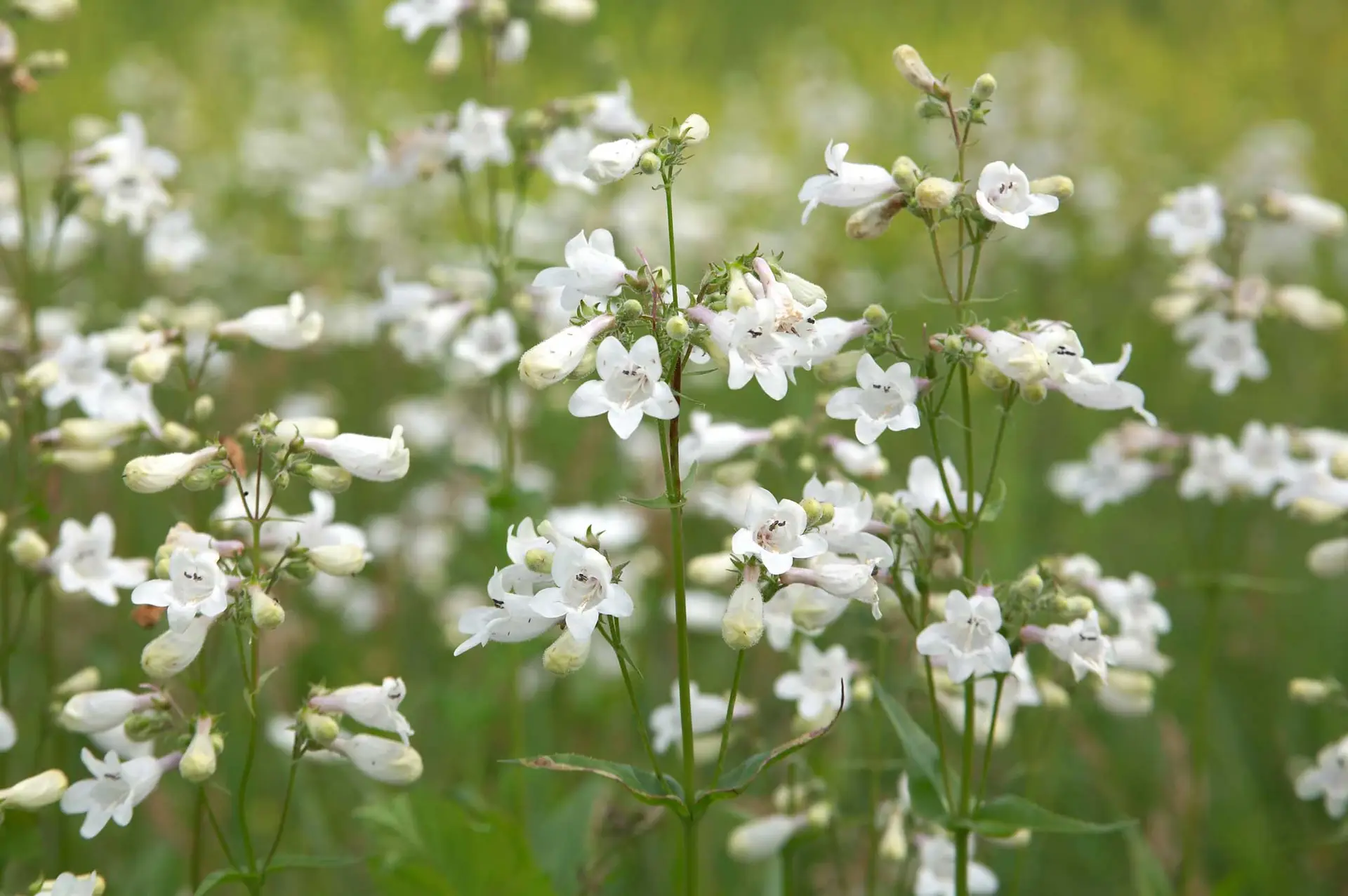 A Guide to Native Penstemons - The Plant Native A Guide to Native Penstemons - The Plant Native