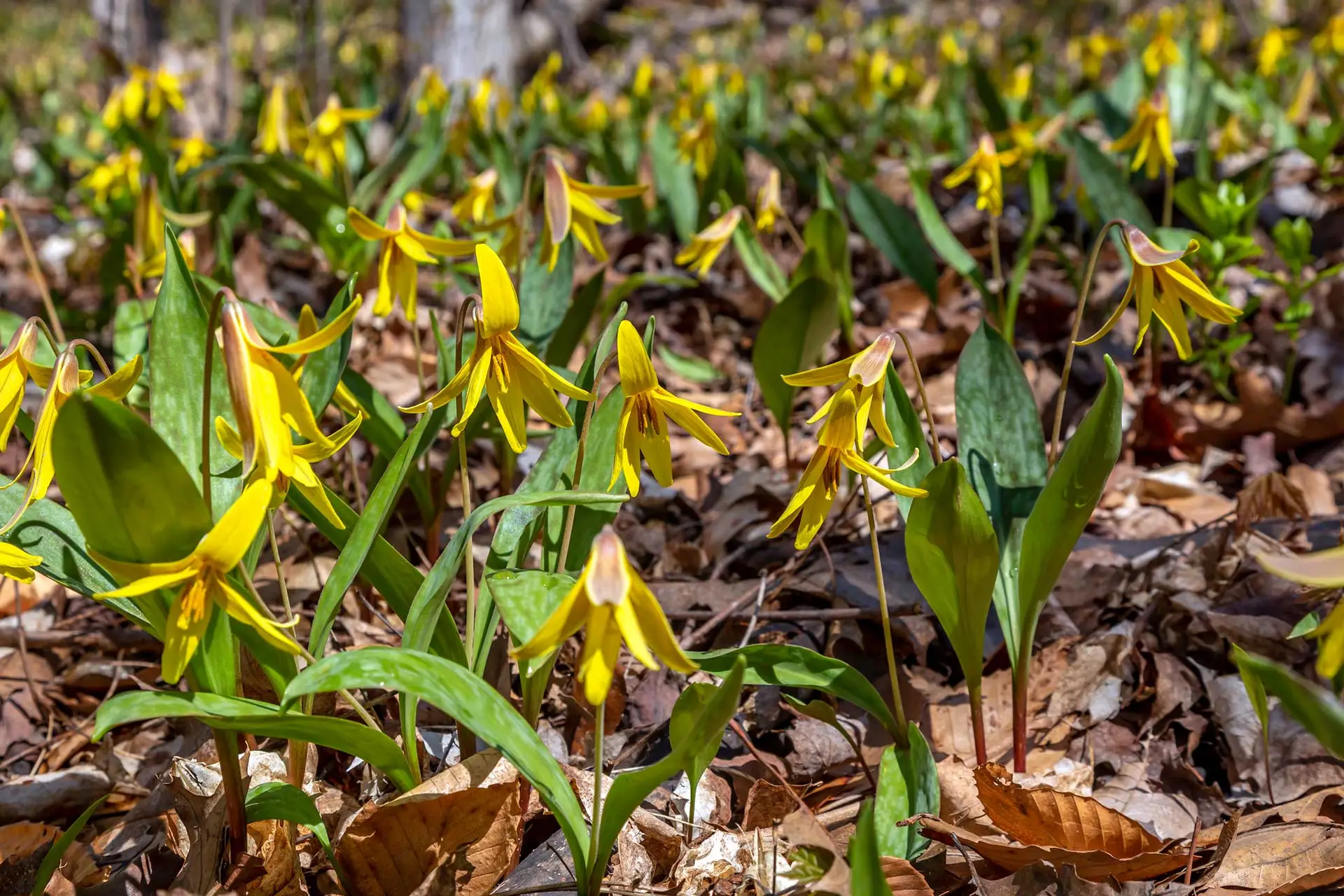 A Beginner's Guide to Trout Lily - The Plant Native