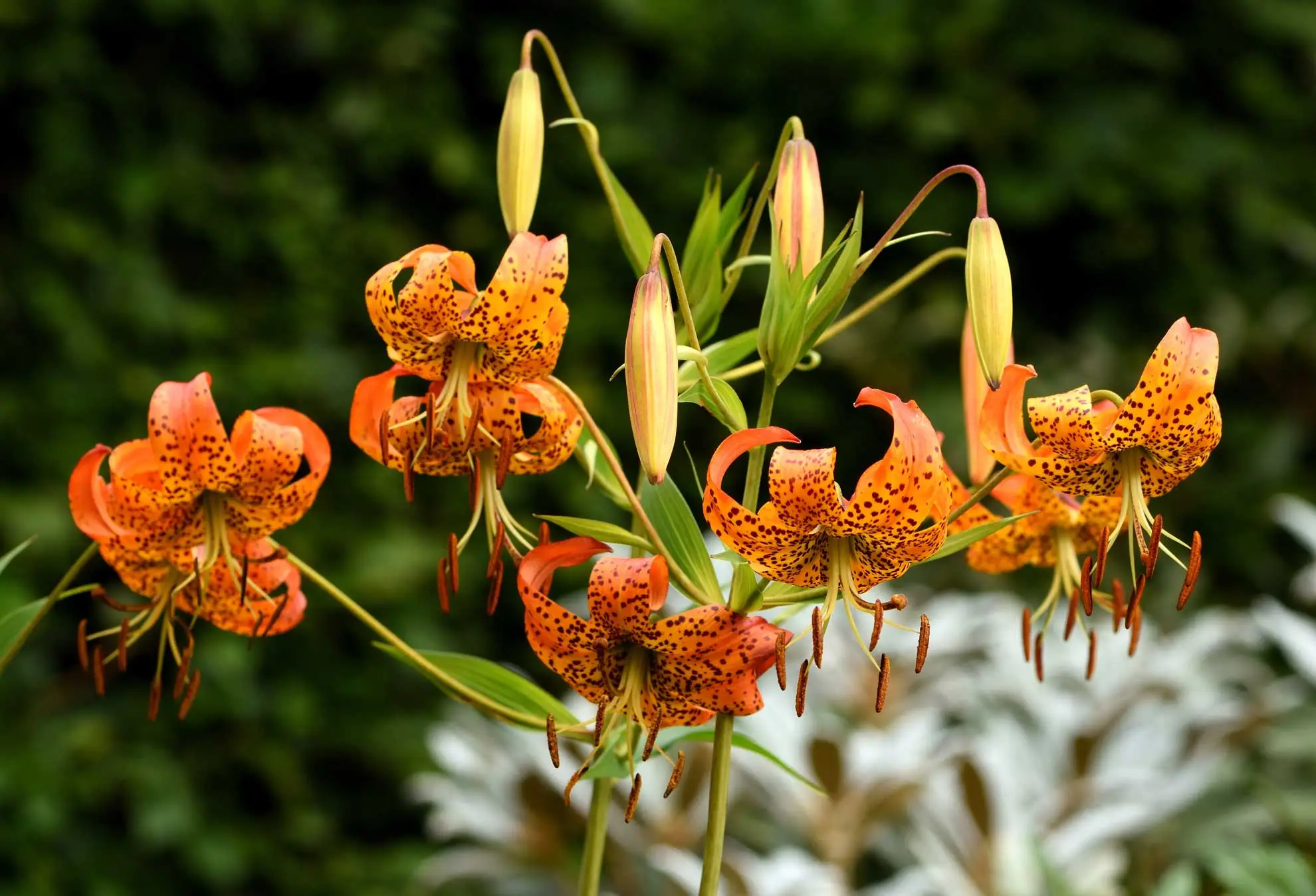 A Beginner's Guide to Turk’s Cap Lily - The Plant Native