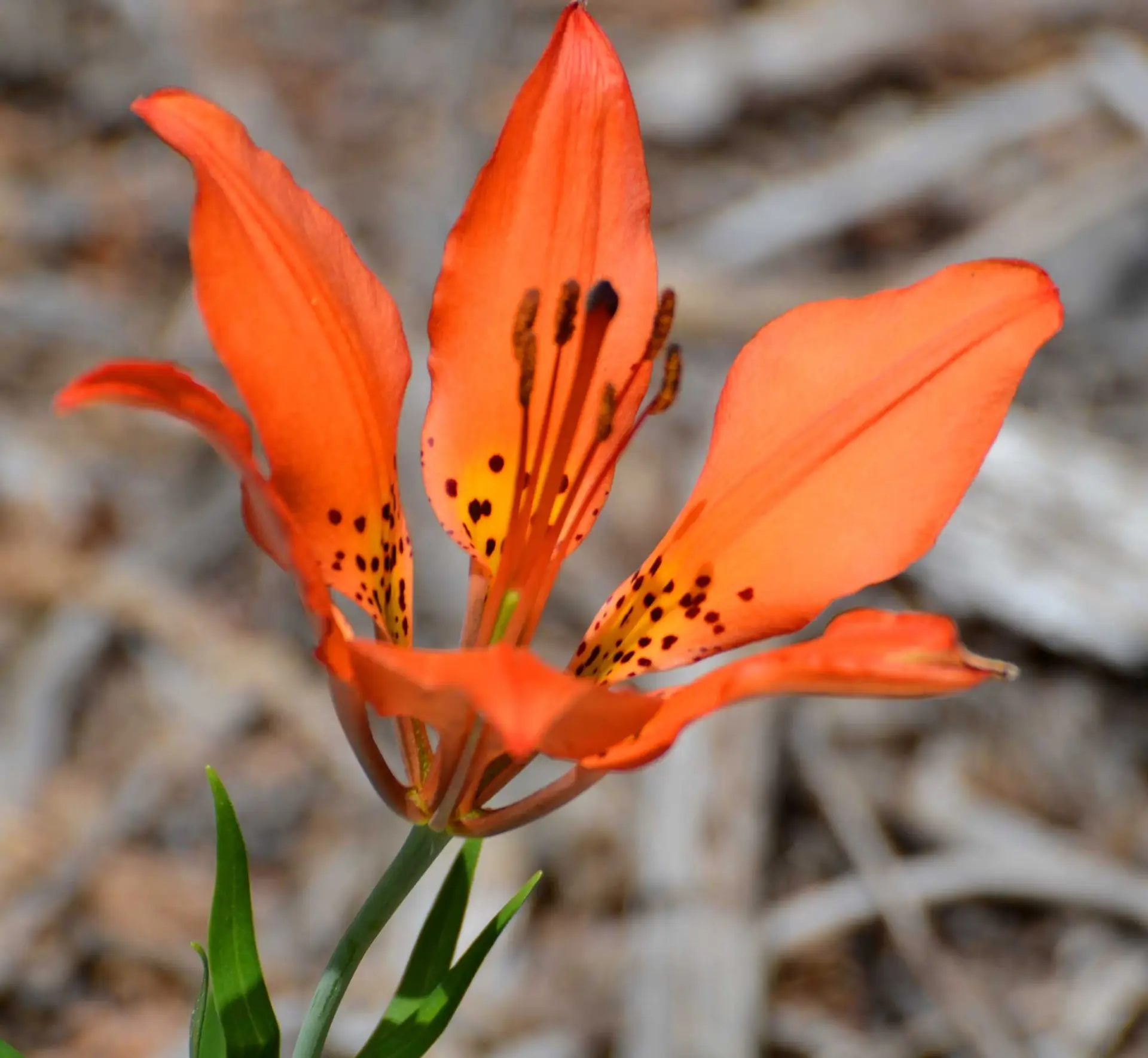 A Beginner's Guide to Native Wood Lily - The Plant Native