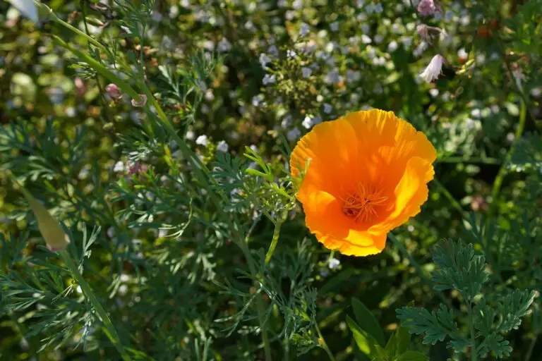 California Poppy: Native Wildflower of the West