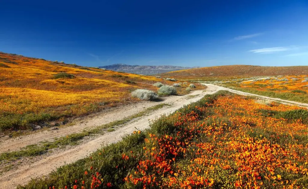 California Poppy - The Plant Native