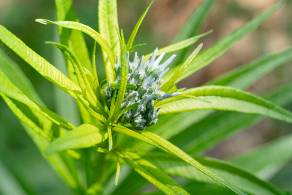 Discover Amsonia: Easy-to-Grow Native Bluestar for Beginners