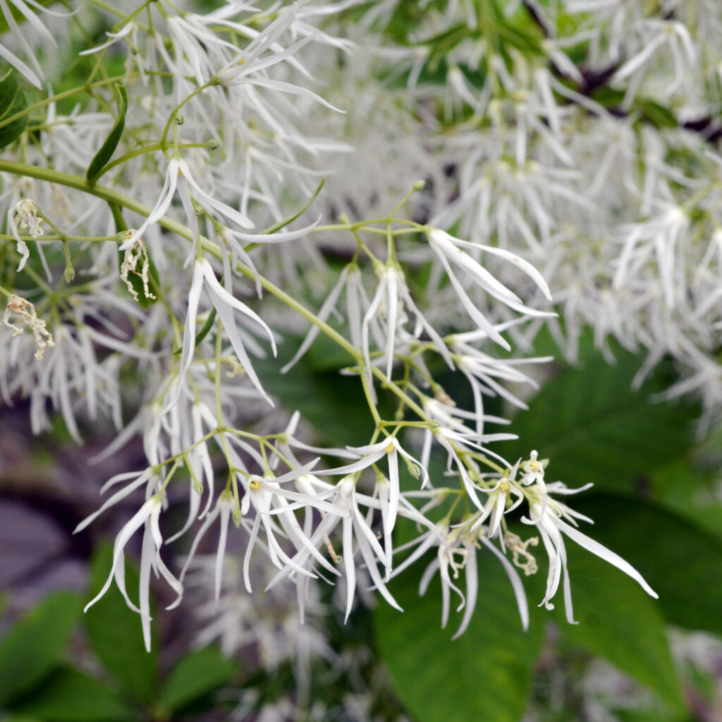 What are the best native plants for a rain garden? - The Plant Native