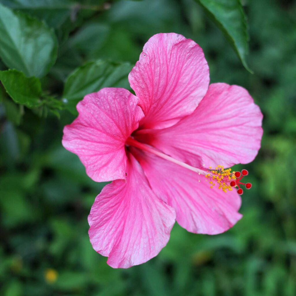 Rose Mallow - The Plant Native