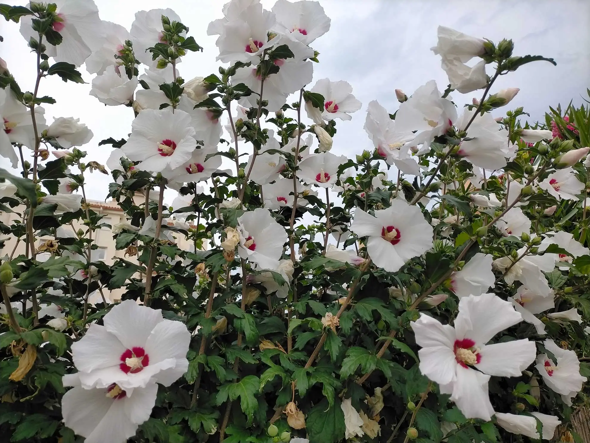 Swamp mallow store