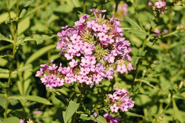 Native Phloxes - A Beginner's Guide