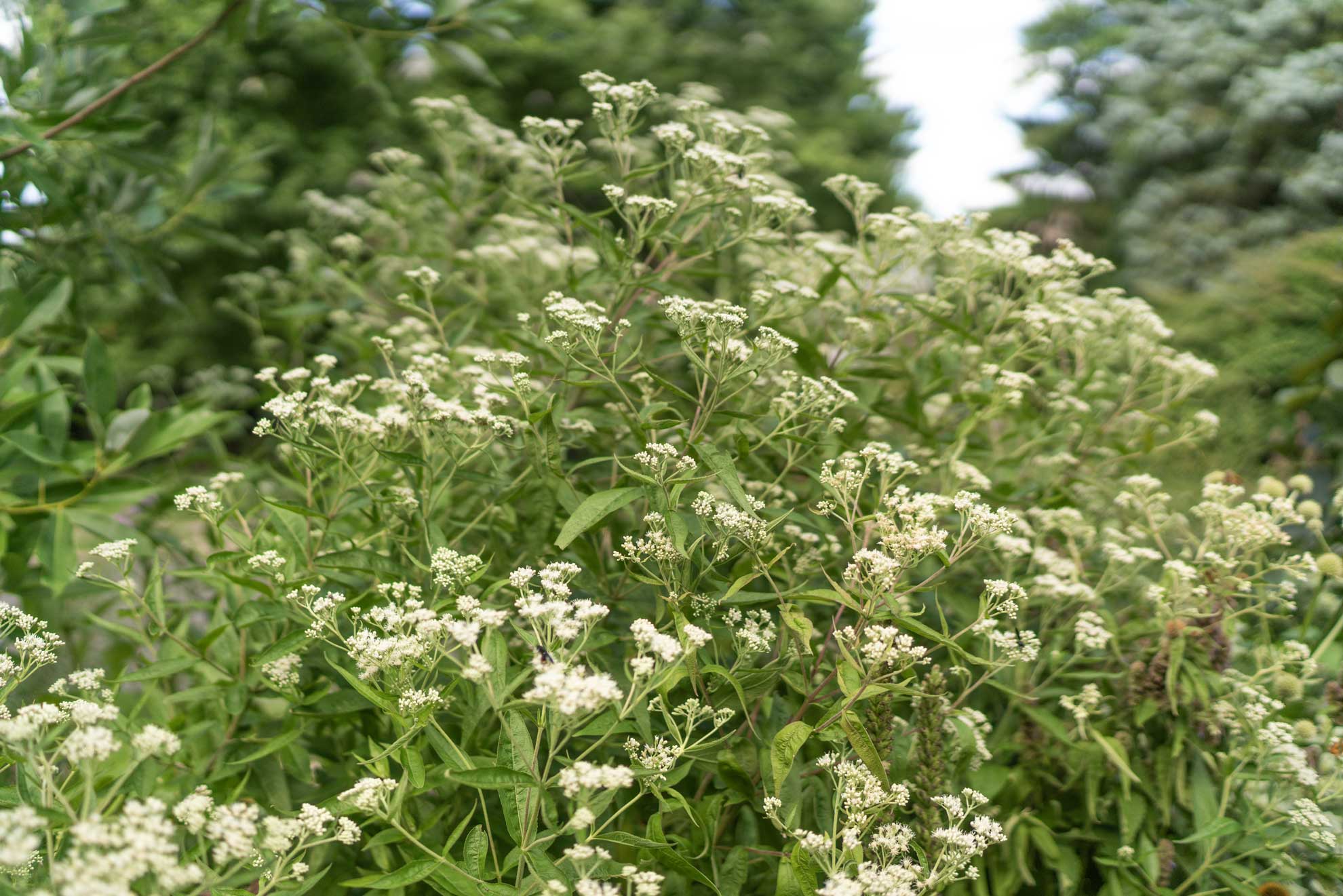 Boneset: Late-Season Pollinator Magnet | The Plant Native