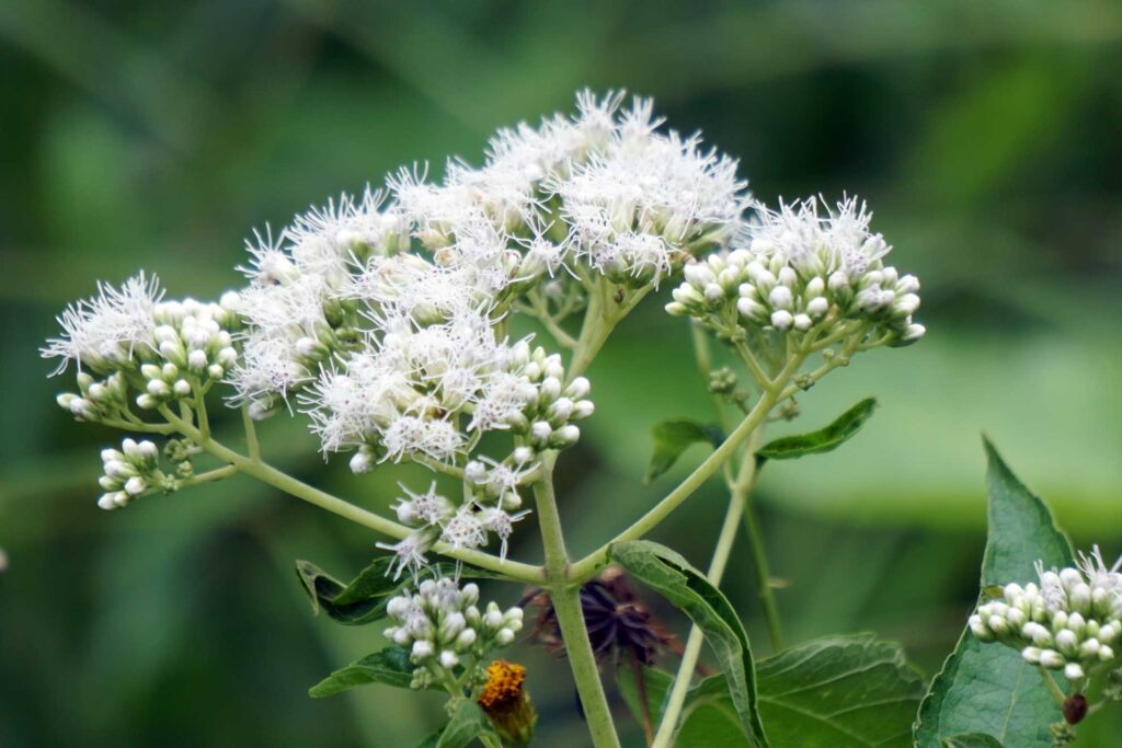 Native Joe Pye Weed - A Beginner's Guide | The Plant Native