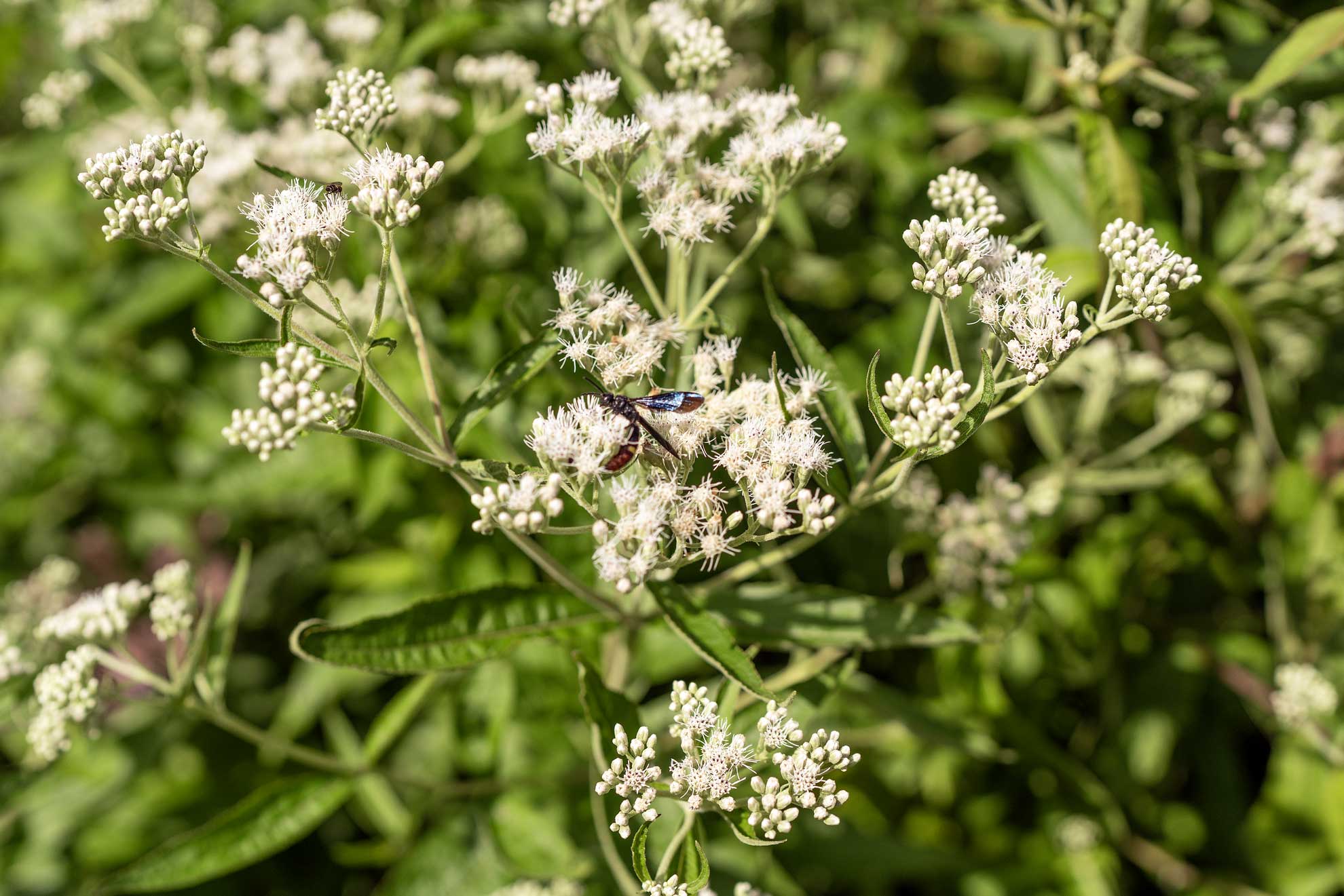 Boneset: Late-Season Pollinator Magnet | The Plant Native