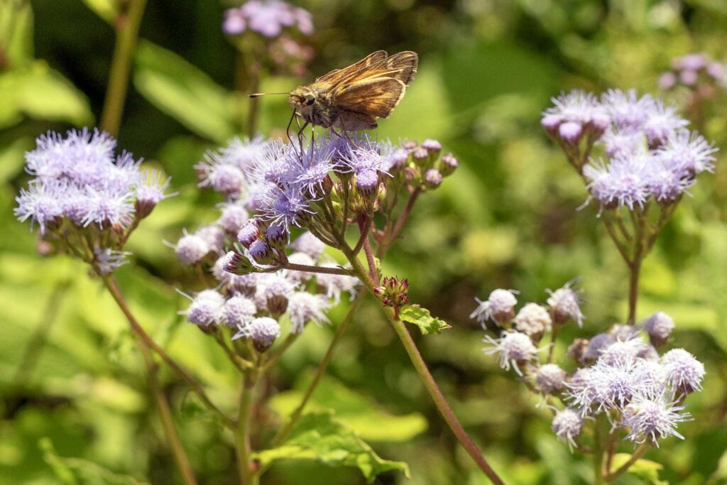Blue Mistflower: Soft Blue Blooms for Pollinators