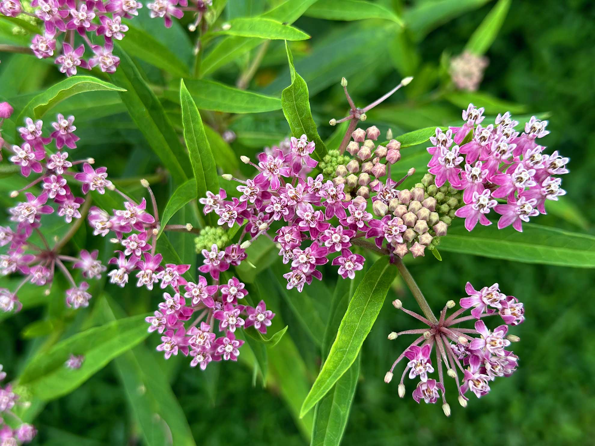 Swamp Milkweed - The Plant Native
