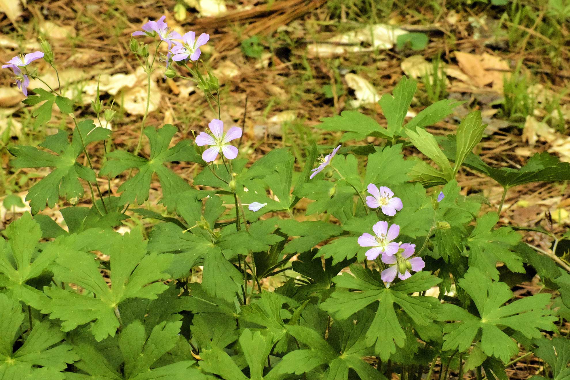 Beginner's Guide to Wild Geranium - The Plant Native