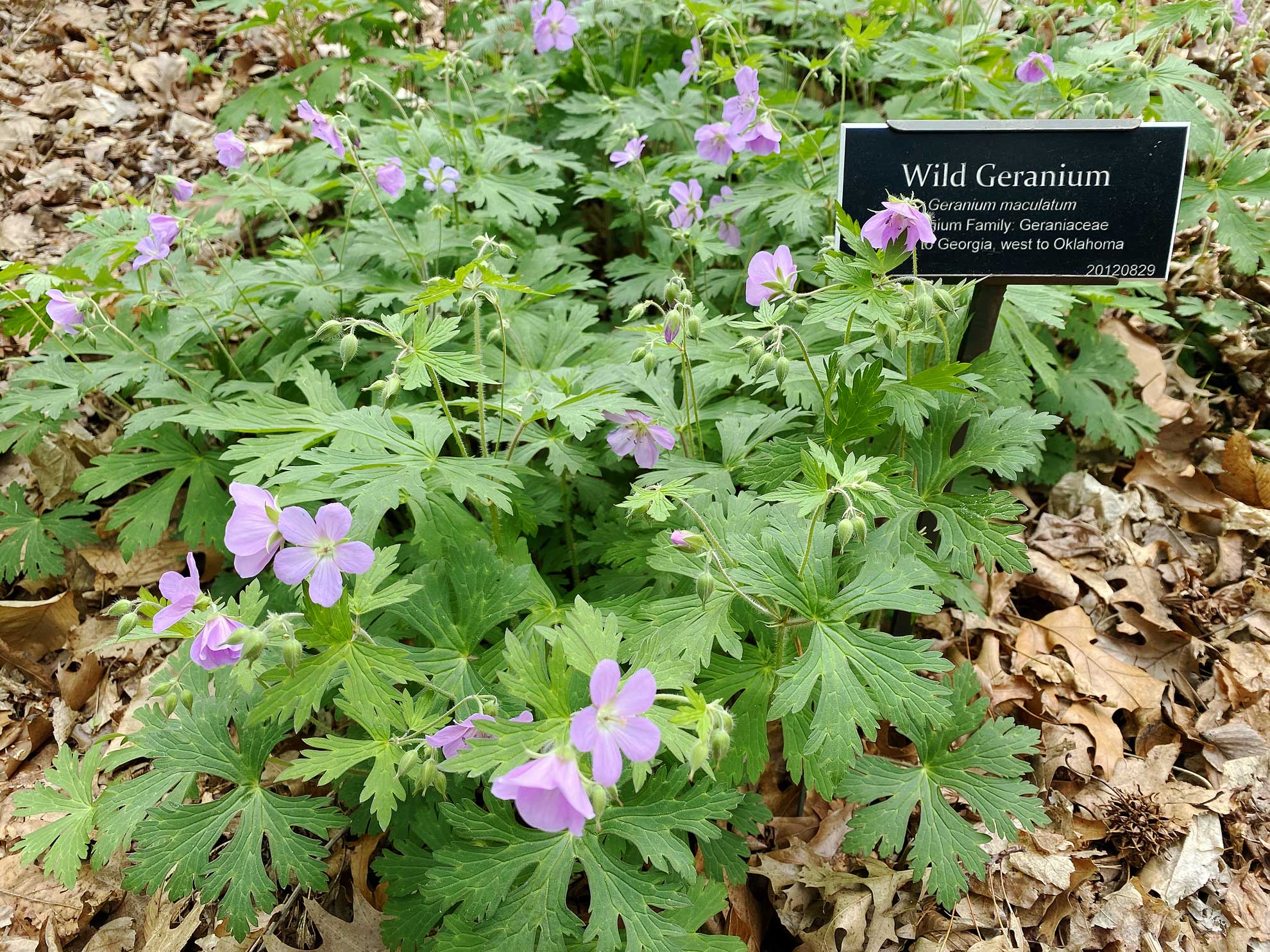 Beginner's Guide to Wild Geranium - The Plant Native