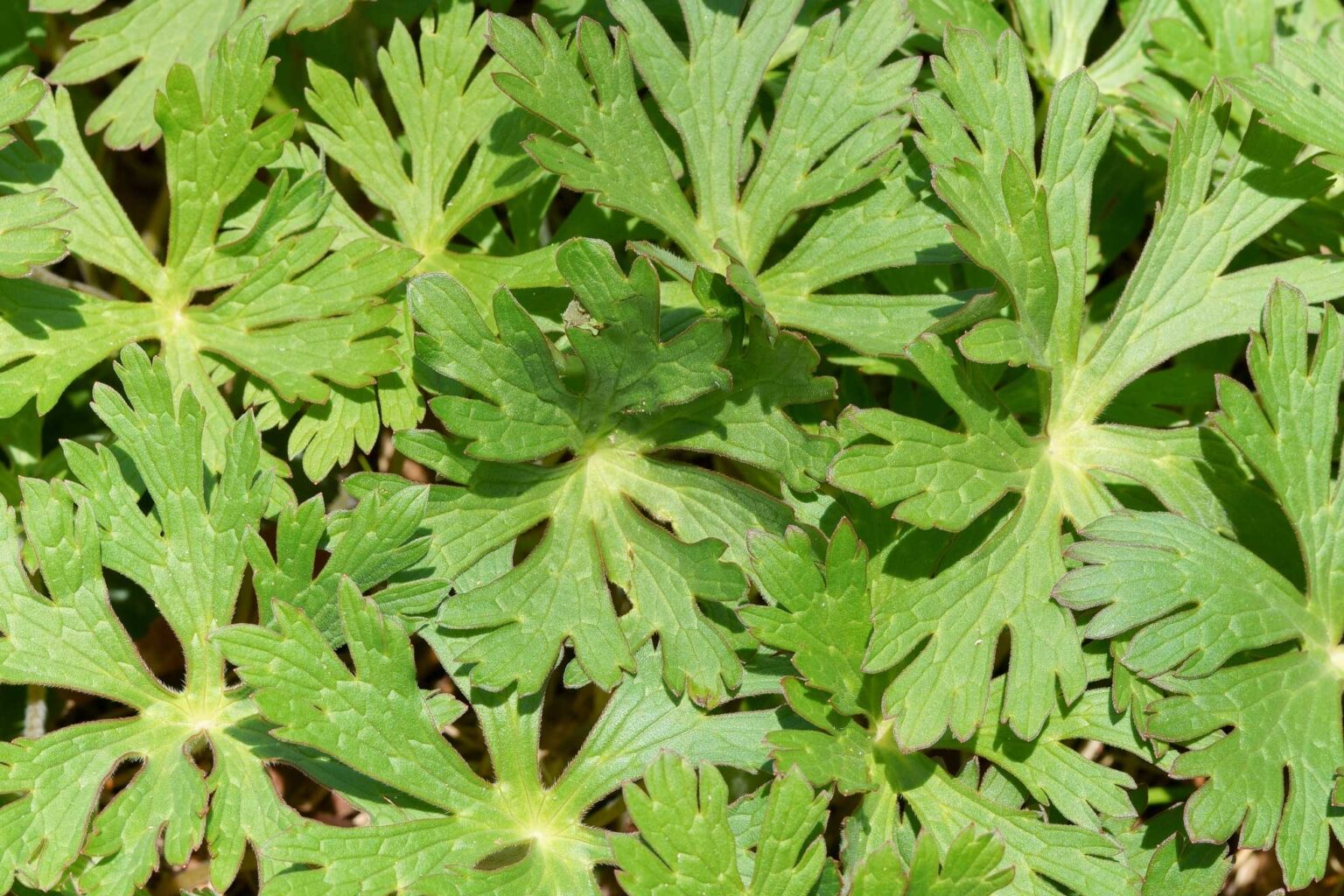 Beginner's Guide to Wild Geranium - The Plant Native