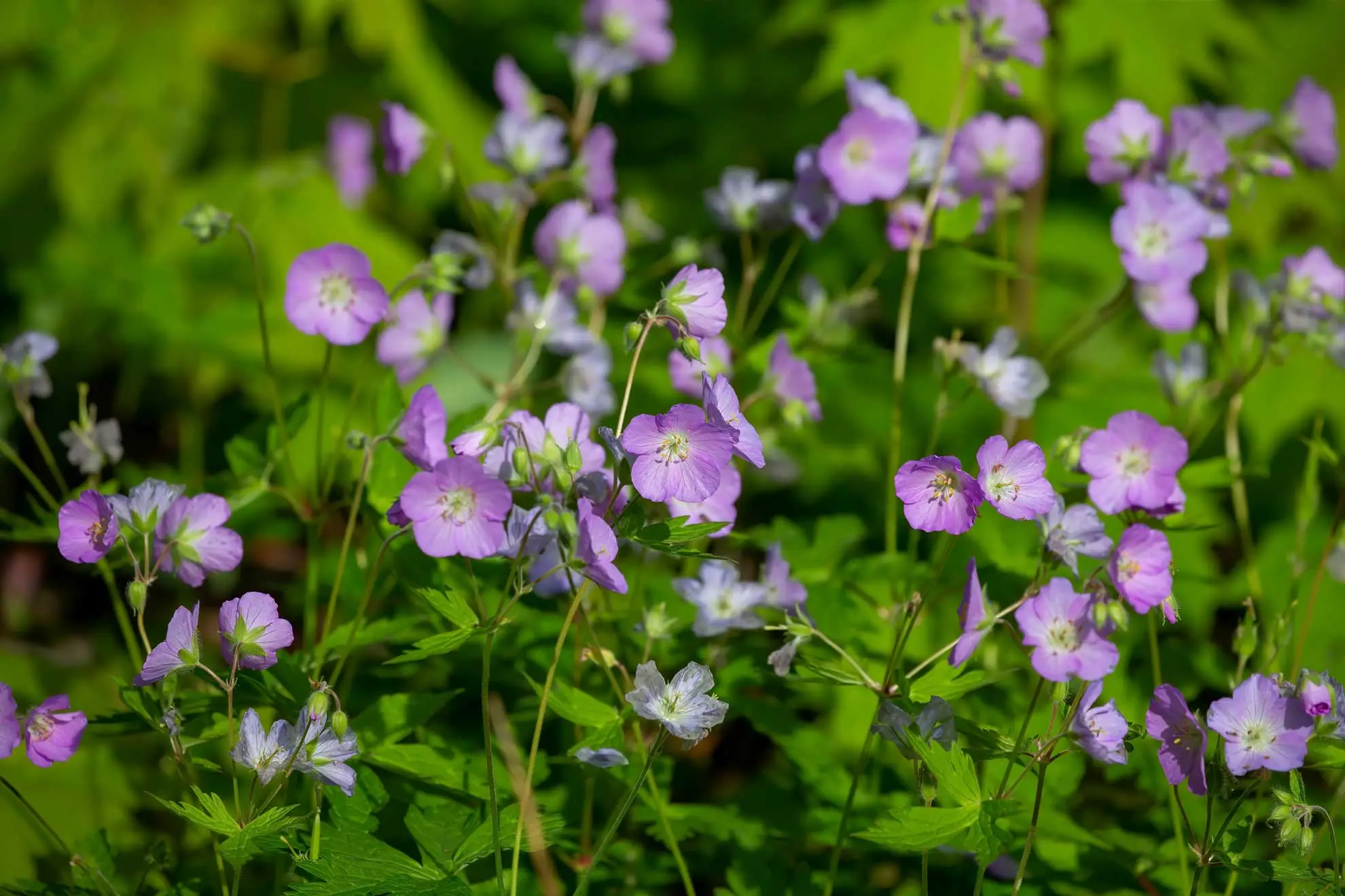 Beginner's Guide to Wild Geranium - The Plant Native