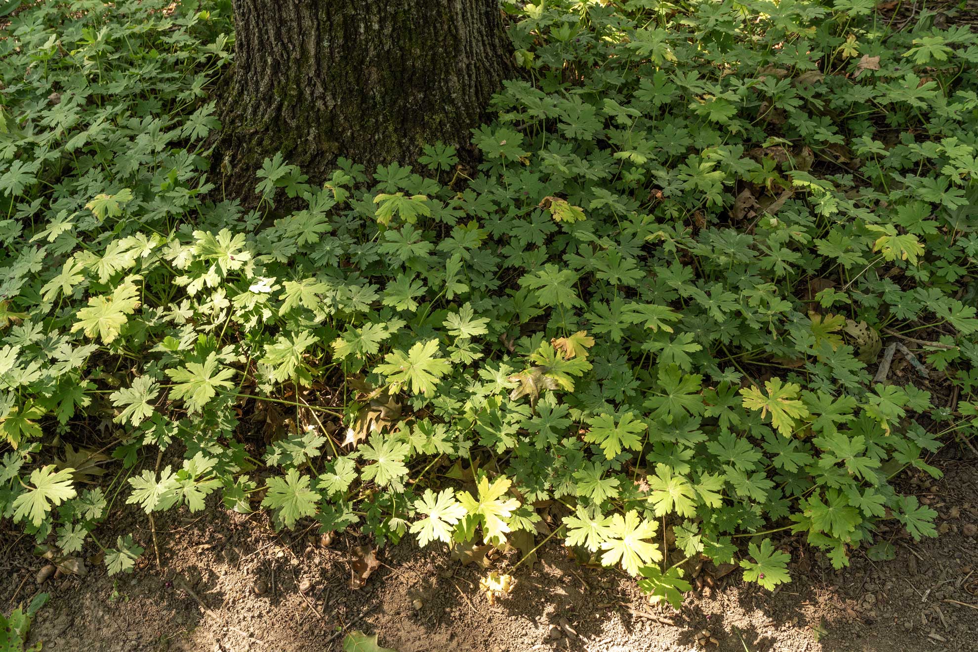 Beginner's Guide to Wild Geranium - The Plant Native