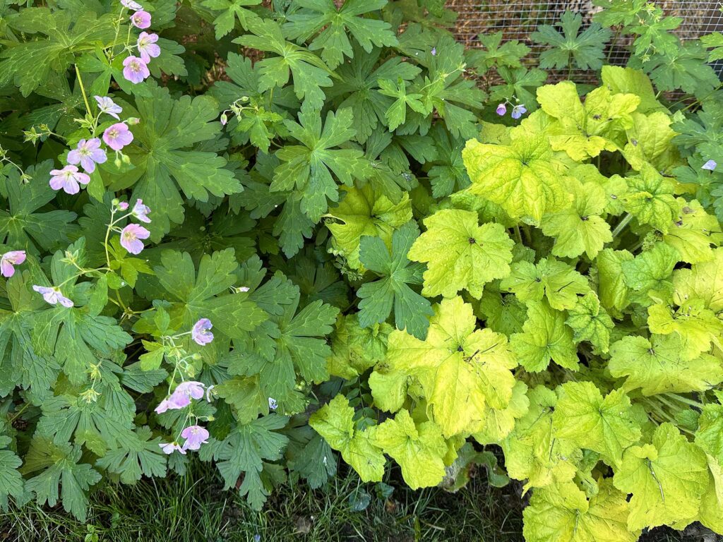 Beginner's Guide to Wild Geranium - The Plant Native