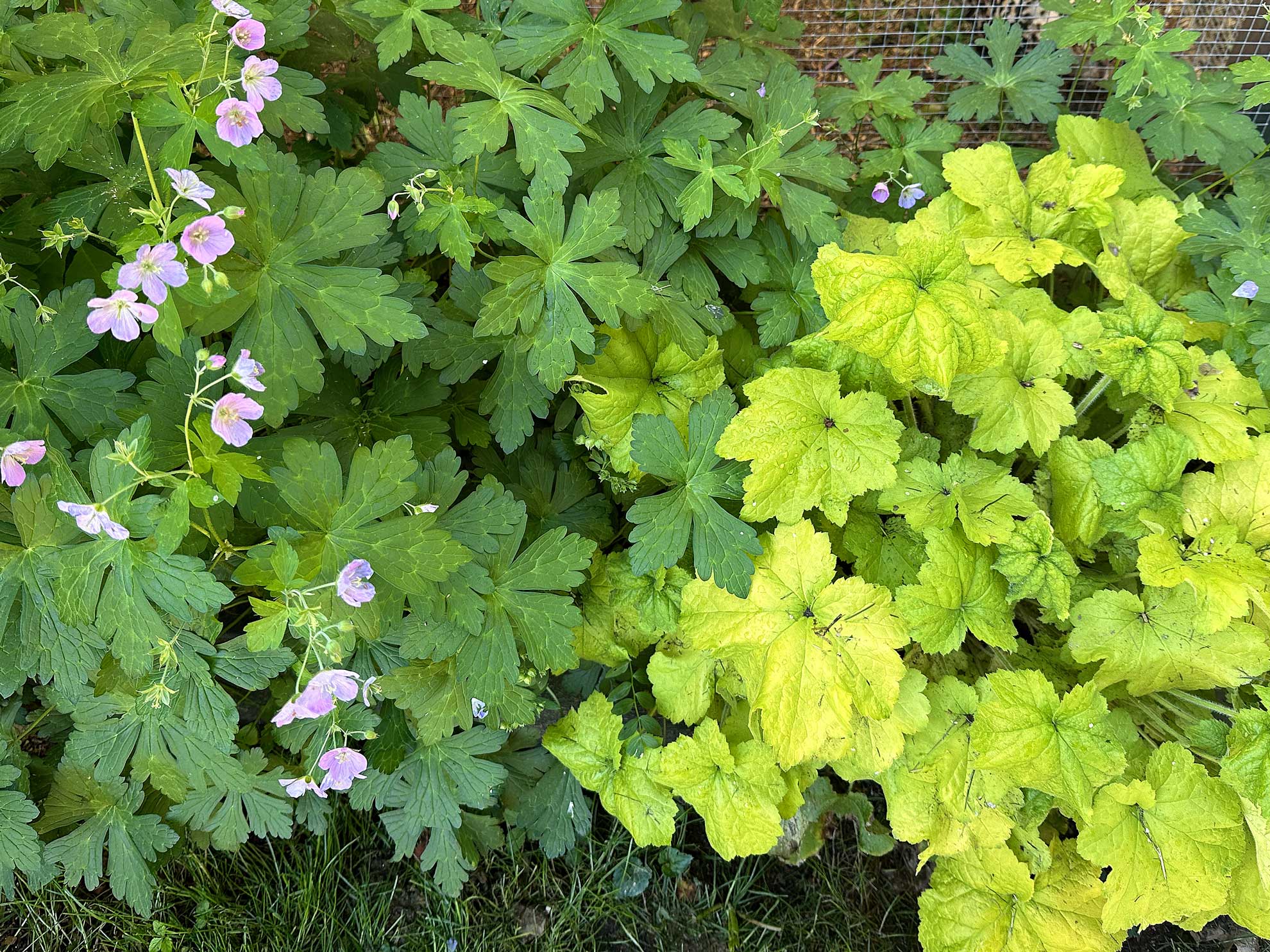 Beginner's Guide to Wild Geranium - The Plant Native