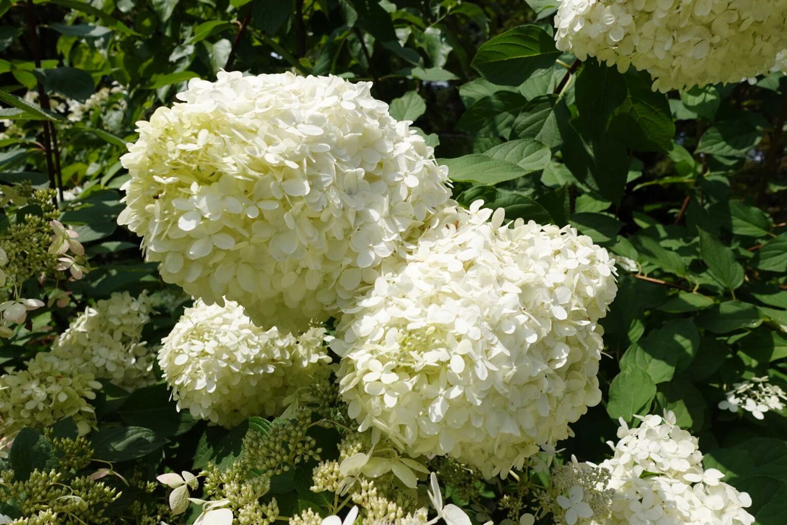 Native Hydrangeas: A Beginner's Guide