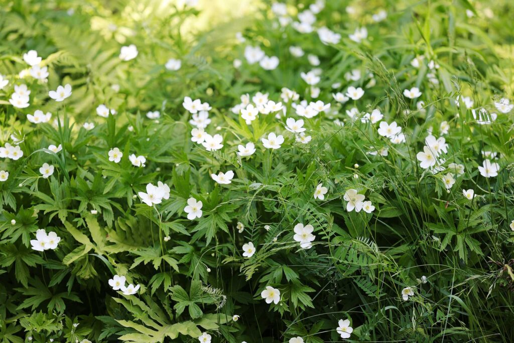 A Beginner's Guide to Canada Anemone - The Plant Native