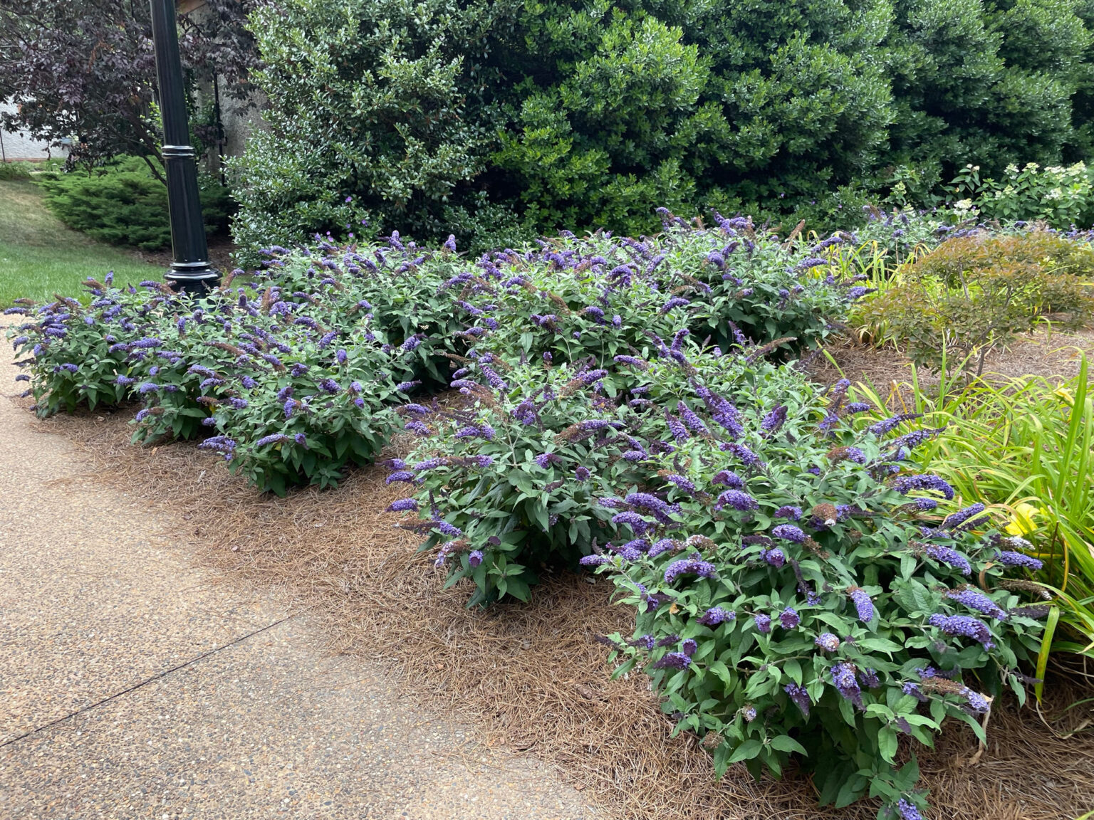 Invasive or Not? The Truth About Butterfly Bushes