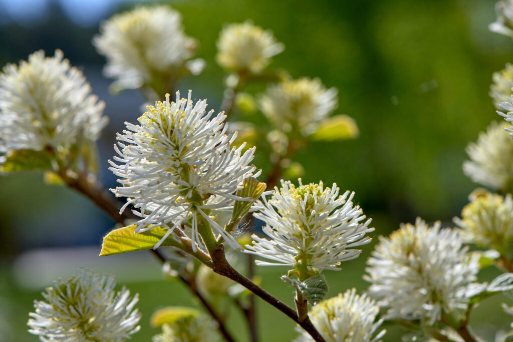 A Beginner's Guide to Fothergilla - The Plant Native