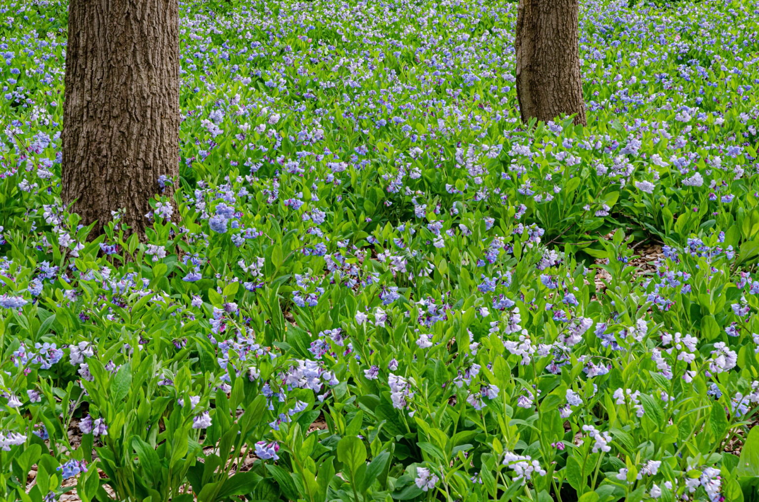 Virginia Bluebells - The Plant Native