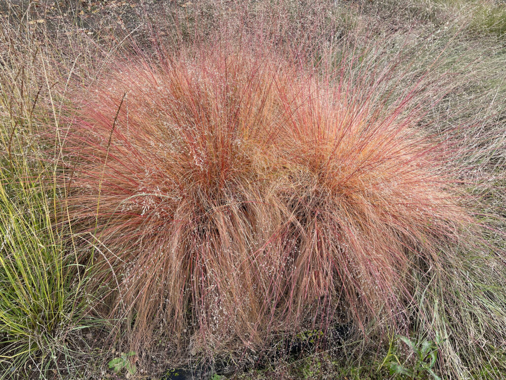 A Beginner's Guide to Prairie Dropseed - The Plant Native