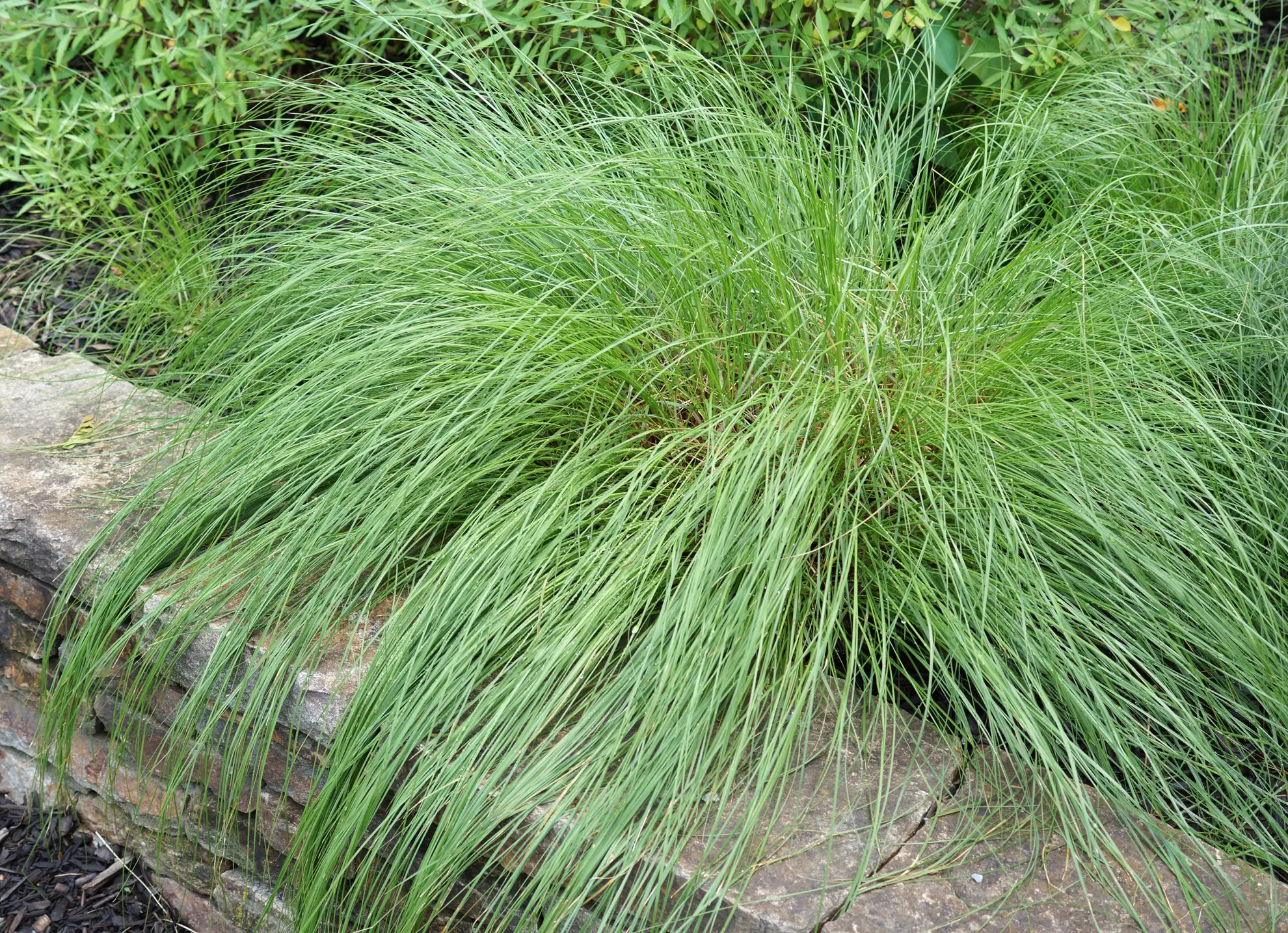 A Beginner's Guide to Prairie Dropseed - The Plant Native