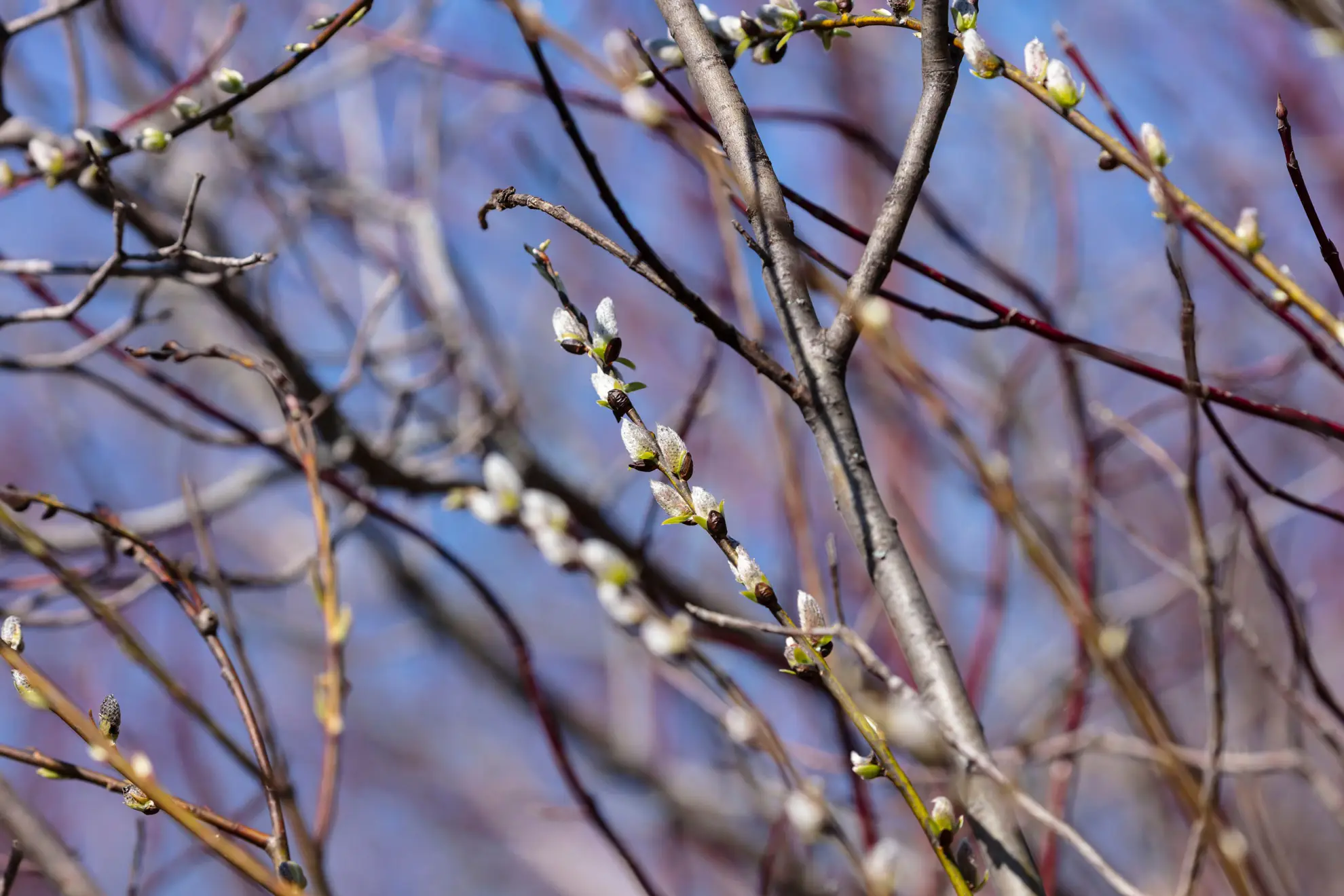 American Pussy Willow: Native Spring Shrub | The Plant Native