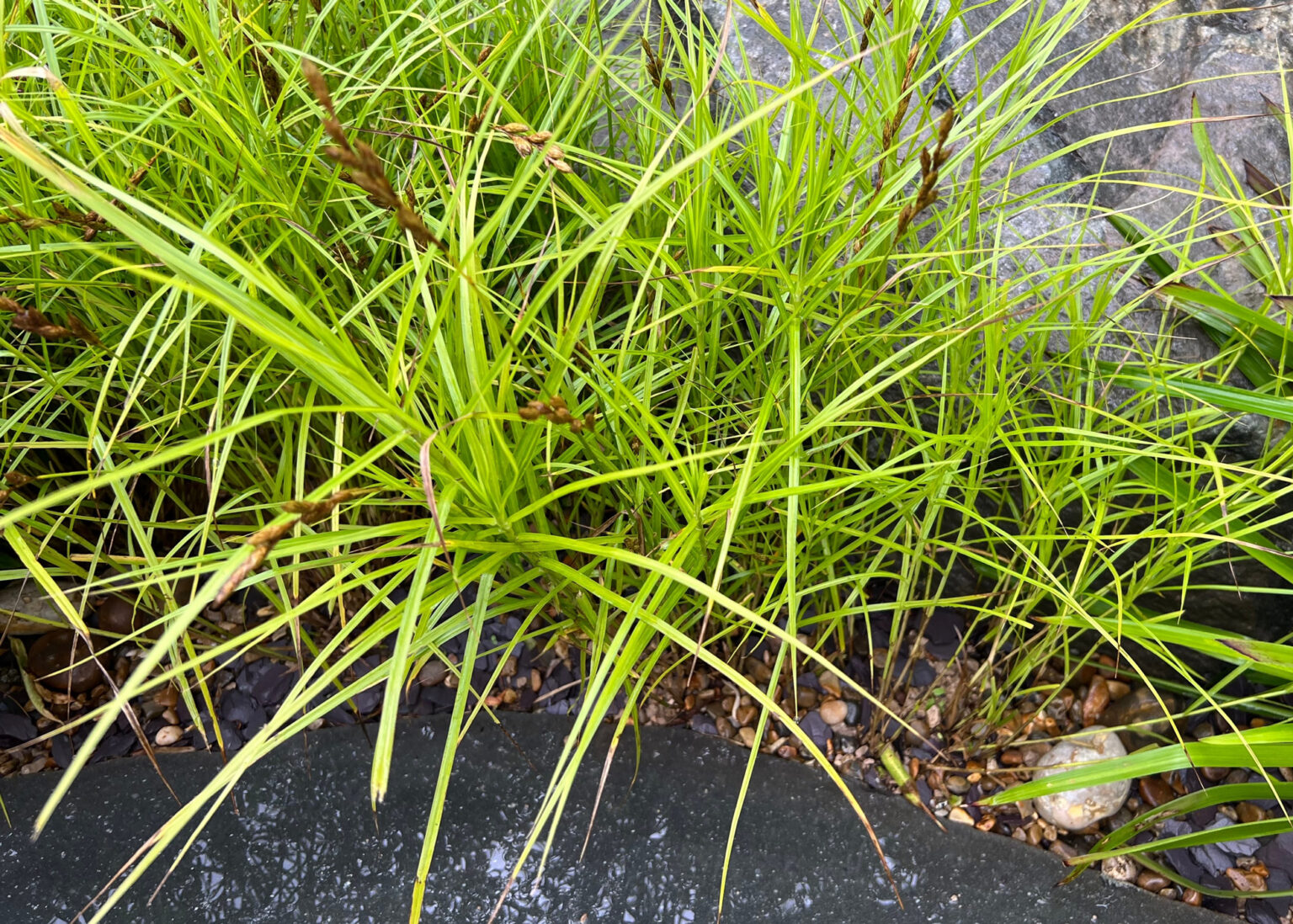 Native Sedges: A Beginner’s Guide - The Plant Native