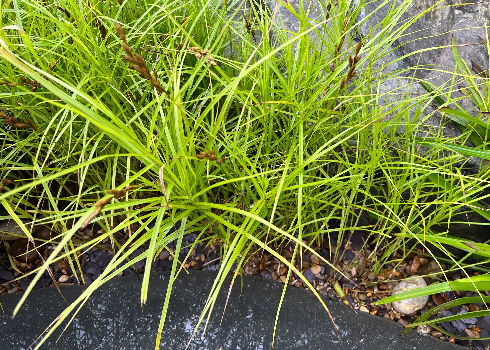 Native Sedges: A Beginner’s Guide - The Plant Native