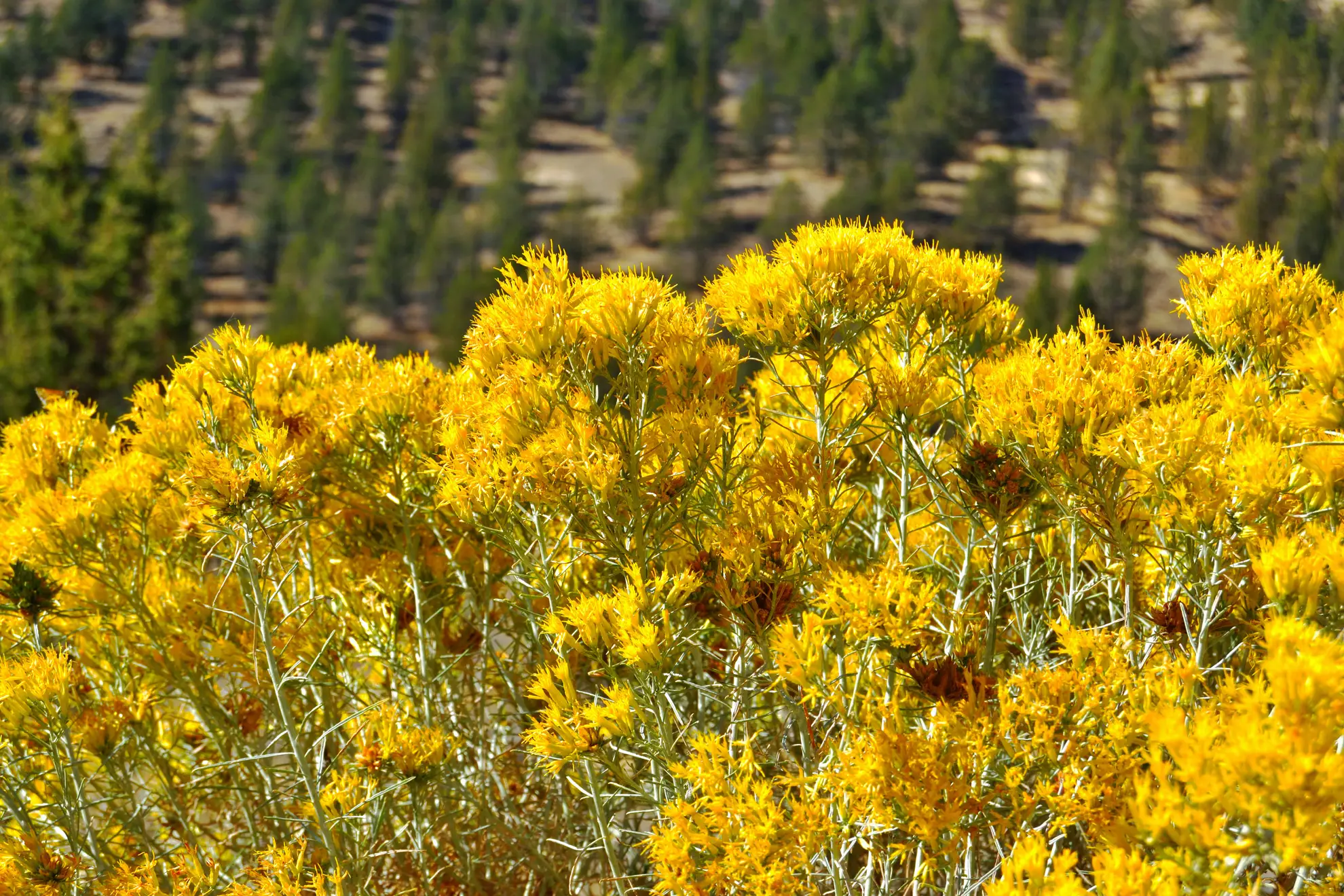 Rubber Rabbitbrush - The Plant Native