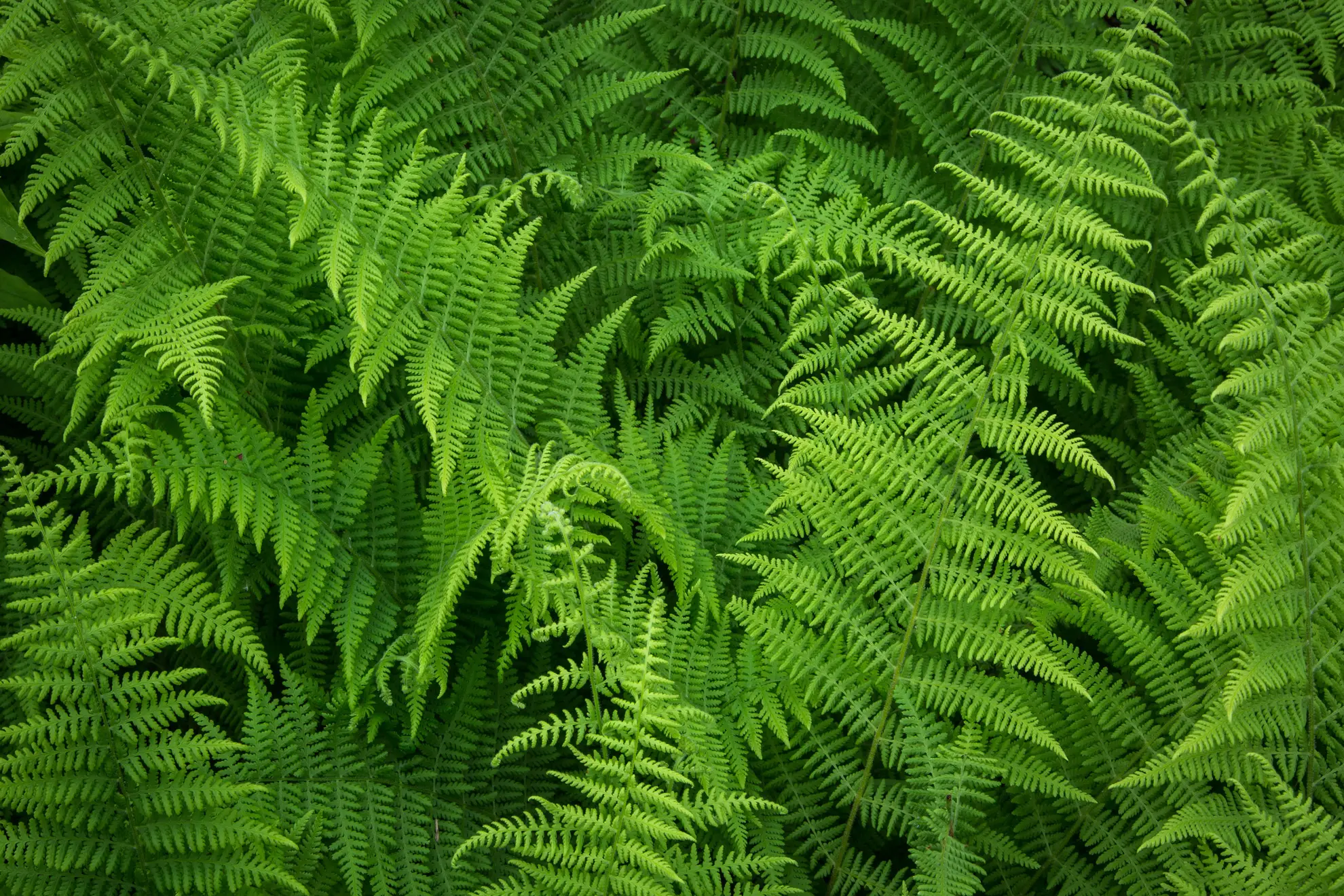 Native Ferns: A Beginner’s Guide - The Plant Native