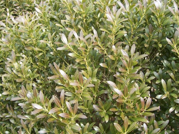 Inkberry - The Plant Native