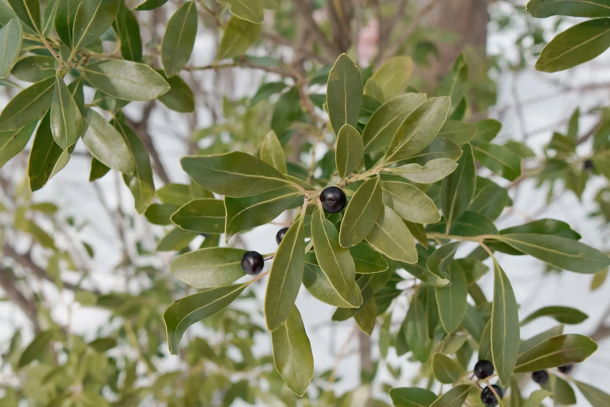 Inkberry - The Plant Native