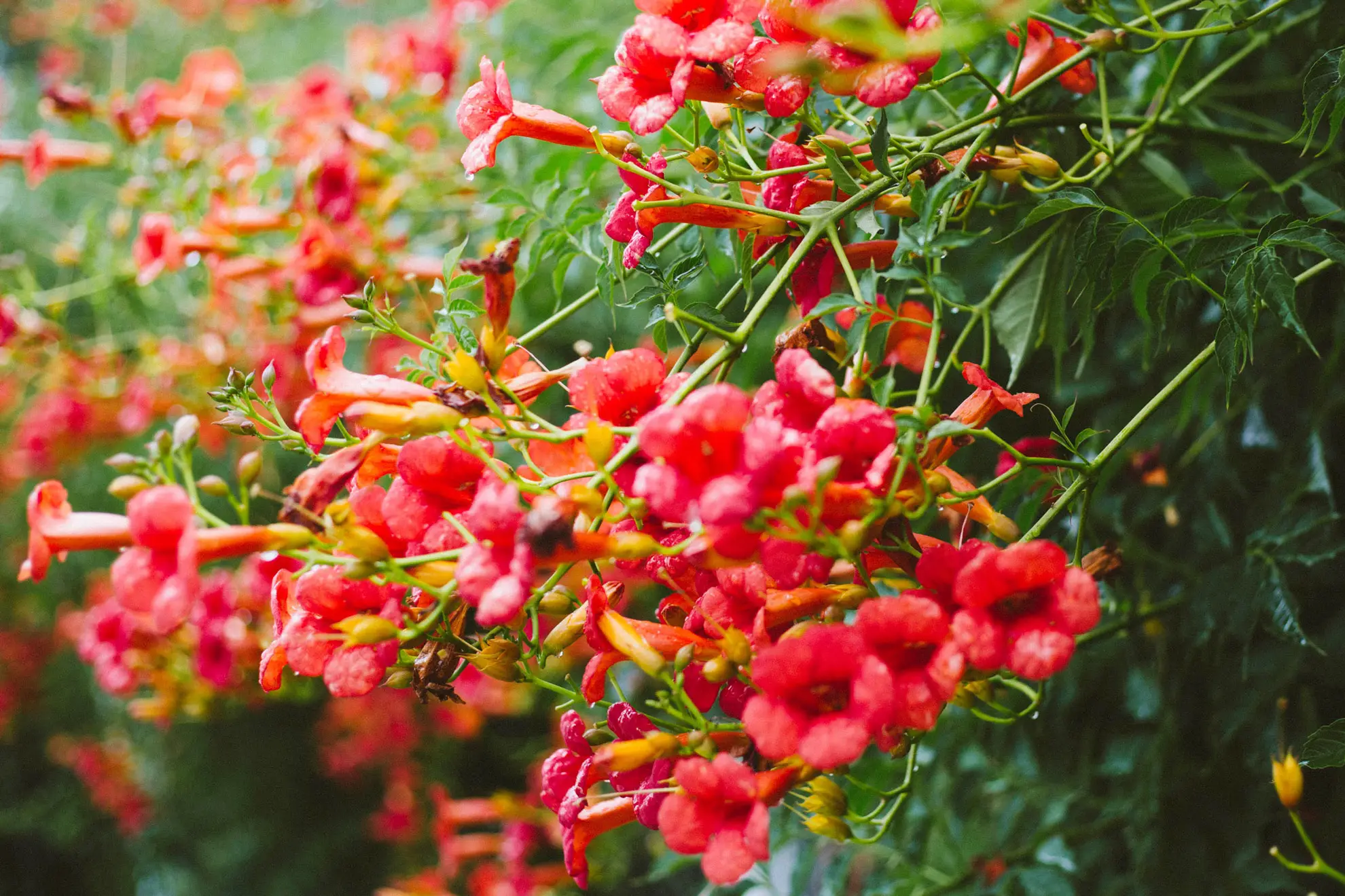 Trumpet Vine - The Plant Native